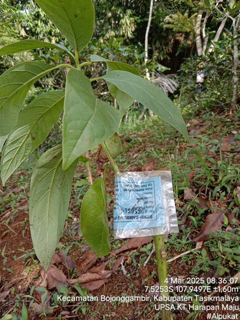 Informasi Penanaman Pohon - Sistem Informasi Pemantauan, Penanaman dan ...